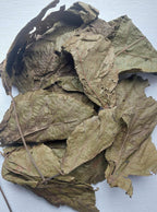 Versatile Djeka leaves for herbal recipes