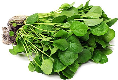 versatile dried nasturtium for infusions