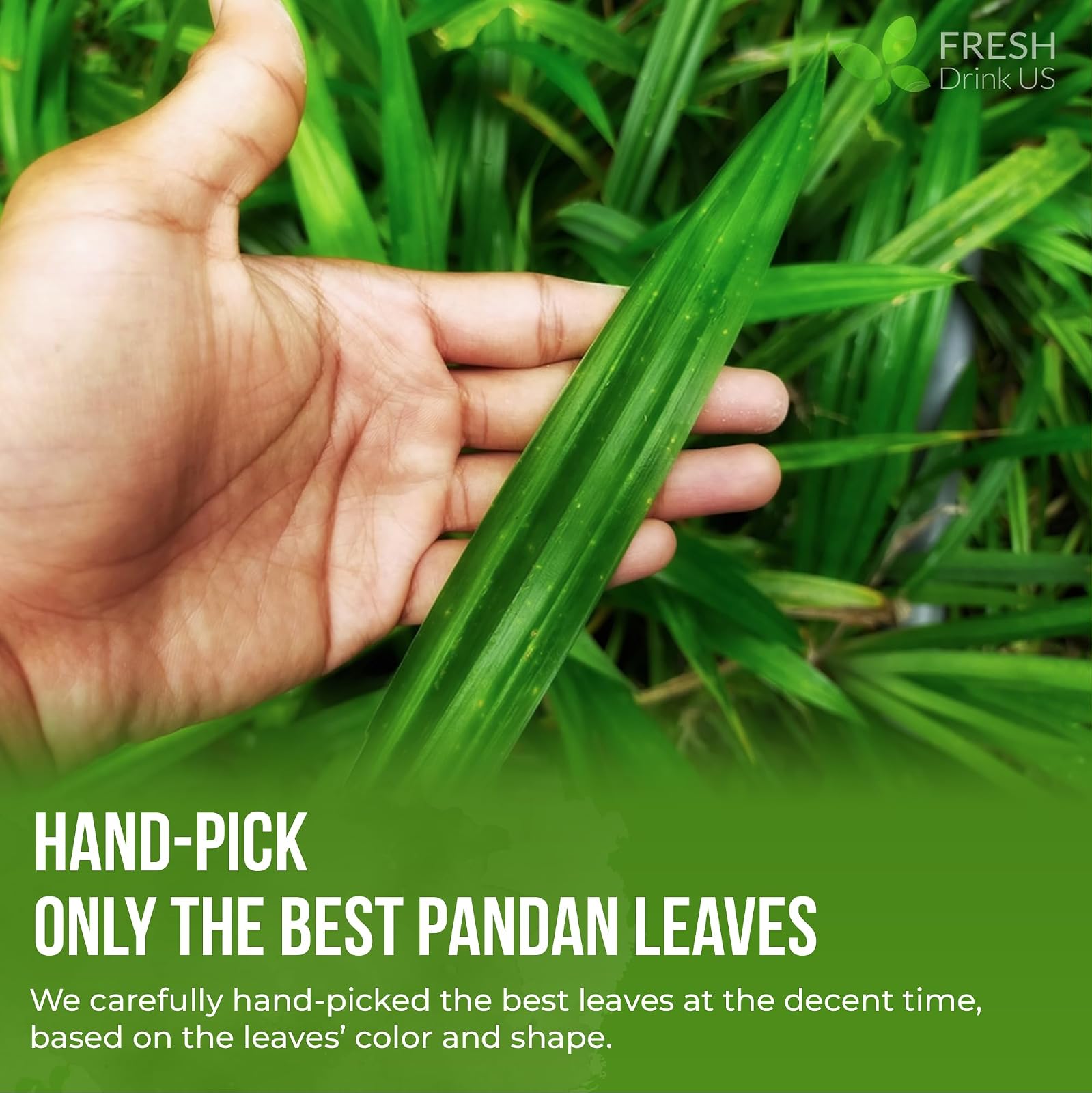 versatile dried pandan for herbal blends