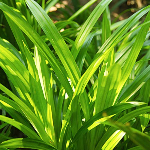 Versatile dried pandan for recipes