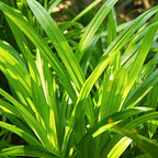 Versatile dried pandan for recipes