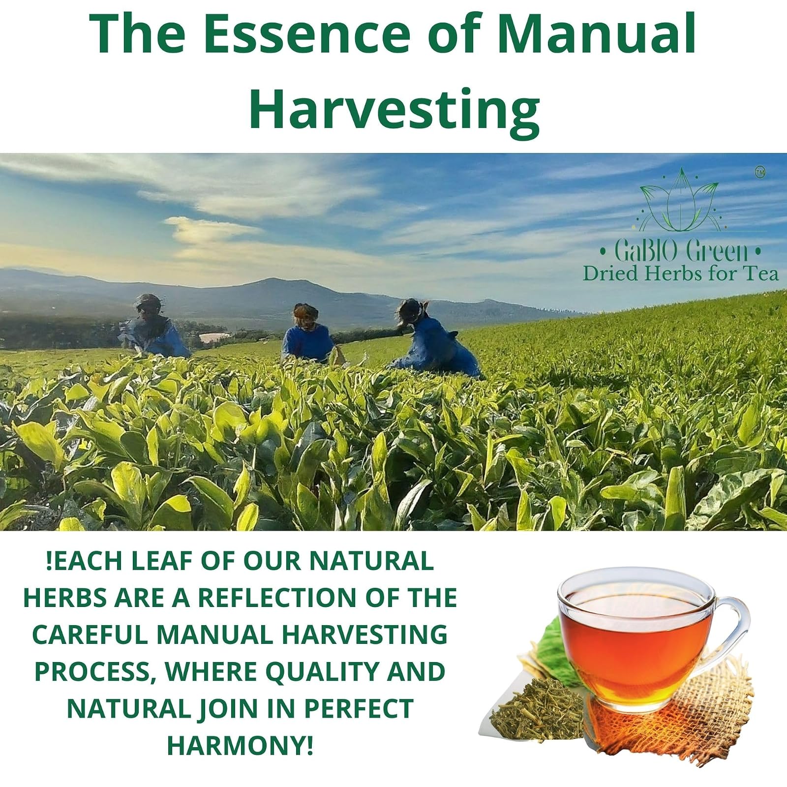 versatile dried rue tea ingredient