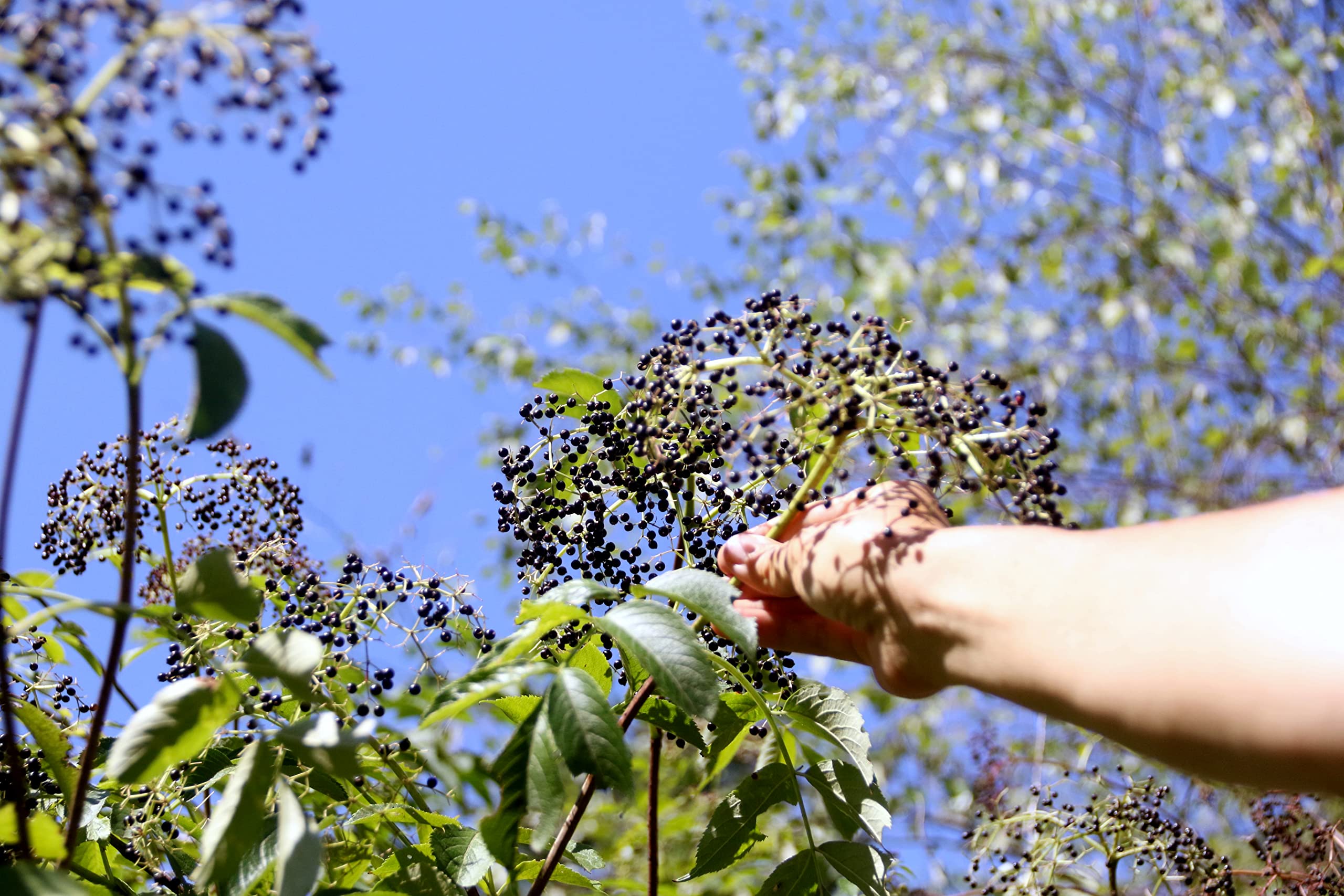 versatile elderberry syrup for recipes