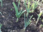 versatile garlic for various recipes