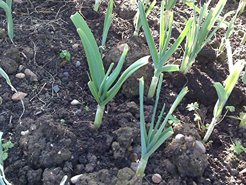 versatile garlic for various recipes