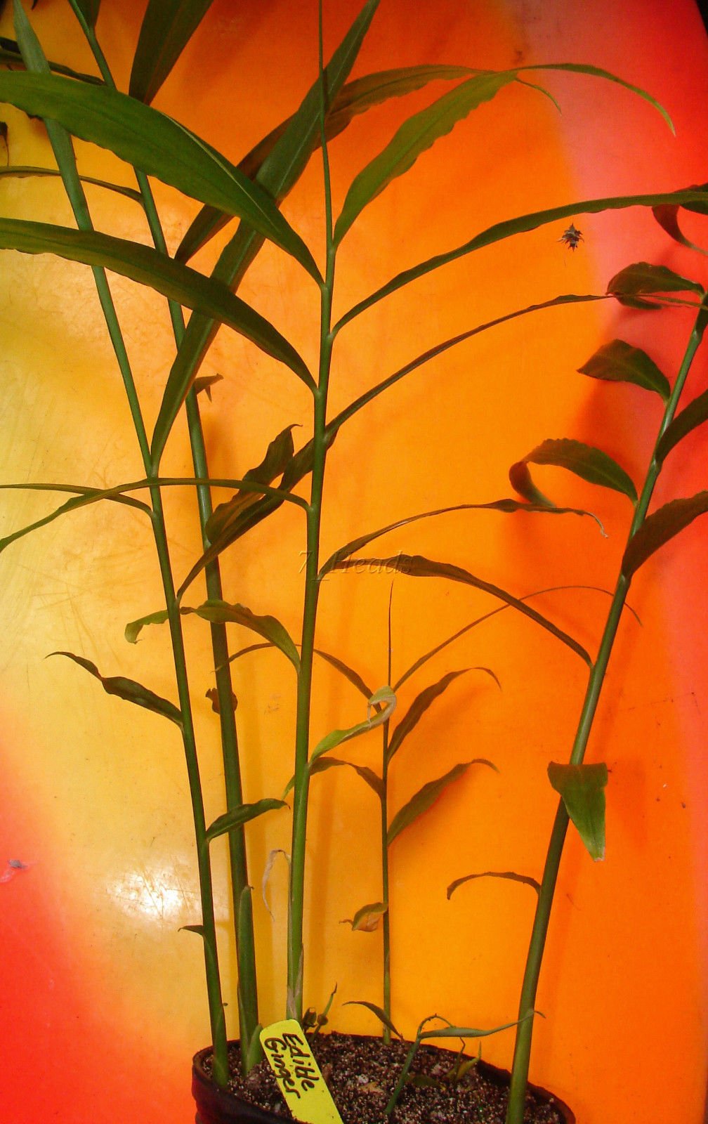 versatile ginger for herbal infusions