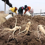 versatile ginseng powder for cooking