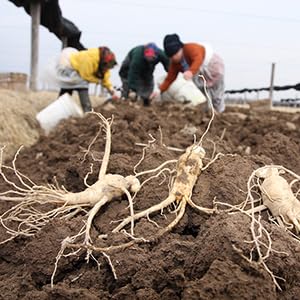 versatile ginseng powder for cooking