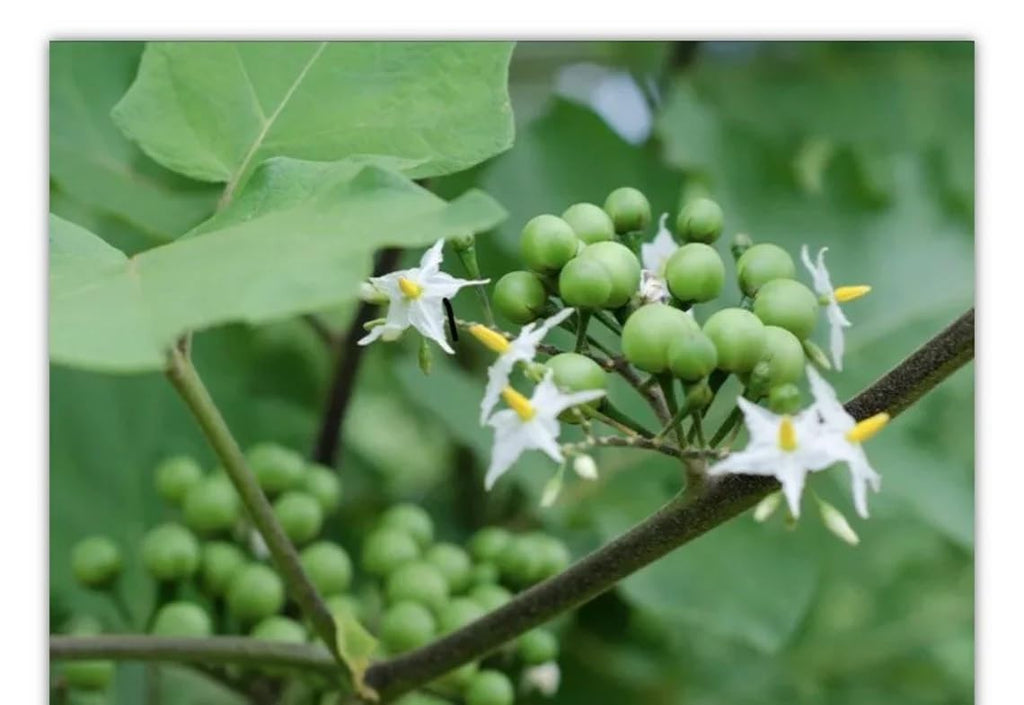 Versatile herbal powder for cooking