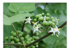 Versatile herbal powder for cooking