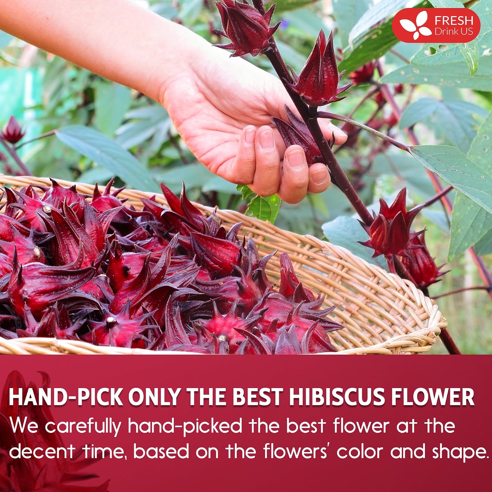 versatile hibiscus flower tea