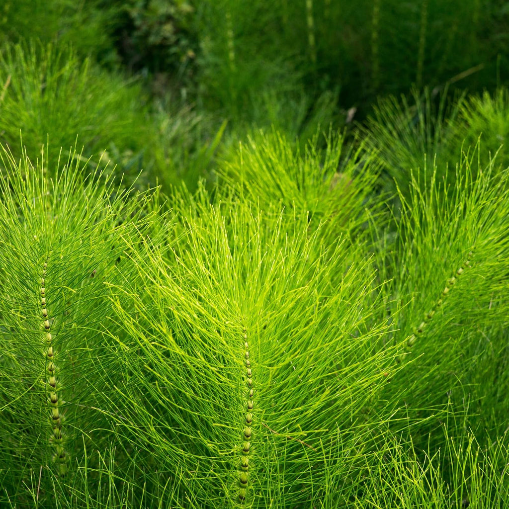 versatile horsetail tea uses