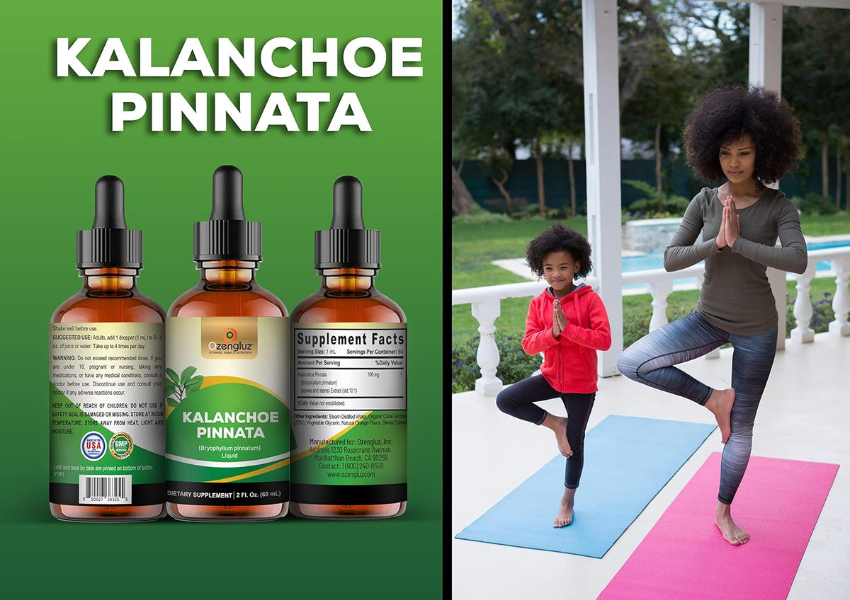 versatile Kalanchoe glycerite for wellness