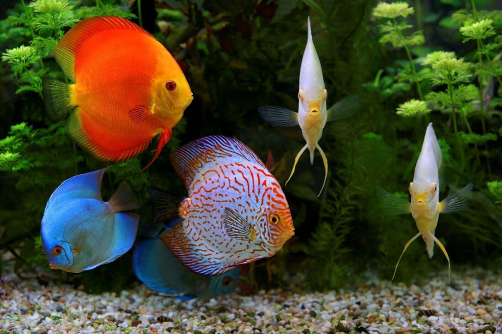 versatile krill flakes for marine life