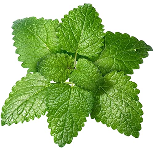 versatile lemon balm powder usage