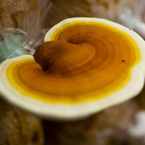 Versatile liquid culture for mushroom growth