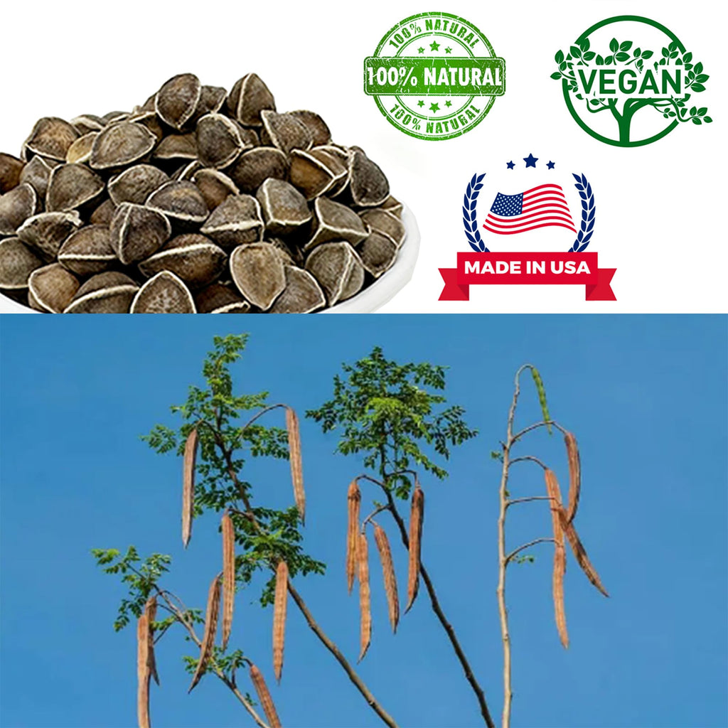 Versatile Moringa seeds for cooking