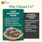 versatile mugwort for herbal remedies