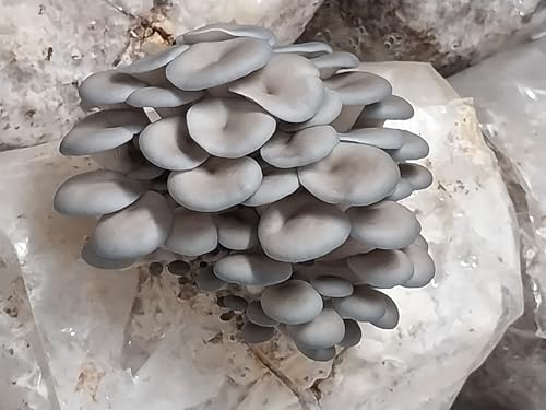 versatile mushroom culture for chefs