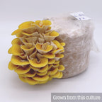 Versatile mushroom culture for chefs