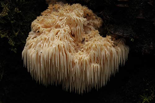 versatile mushroom powder for recipes