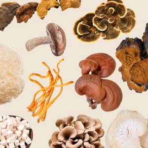 versatile mushroom powder for smoothies and recipes