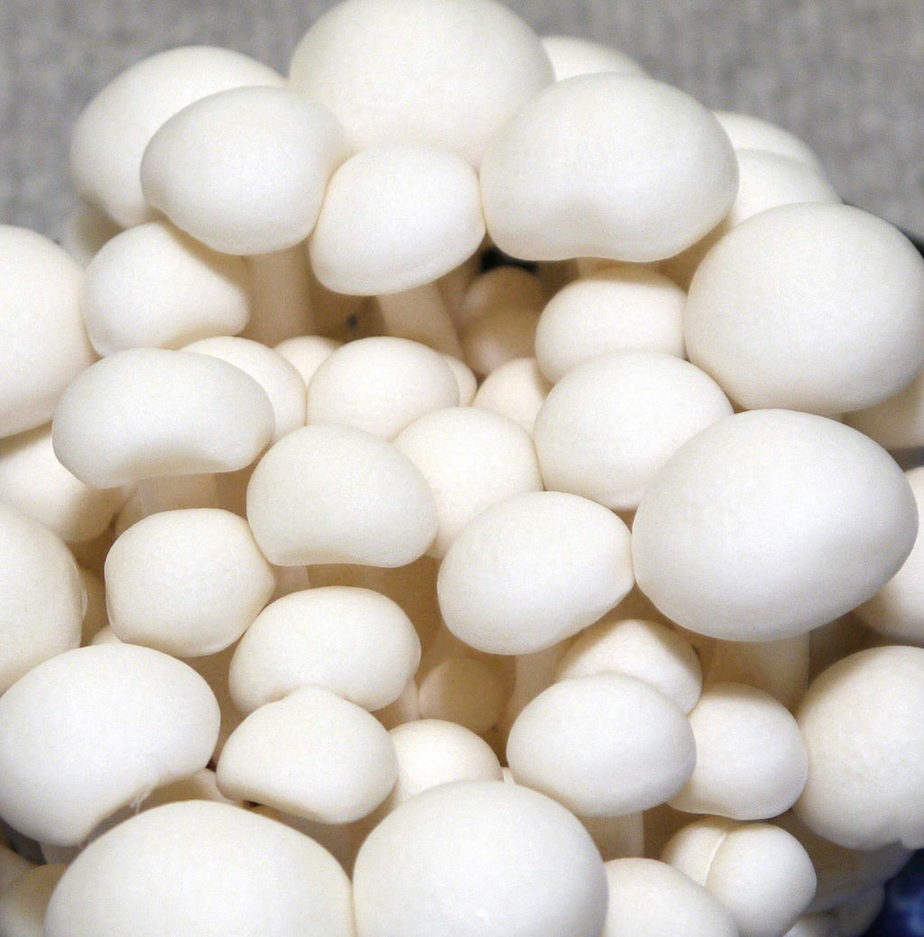 versatile mushrooms for culinary use