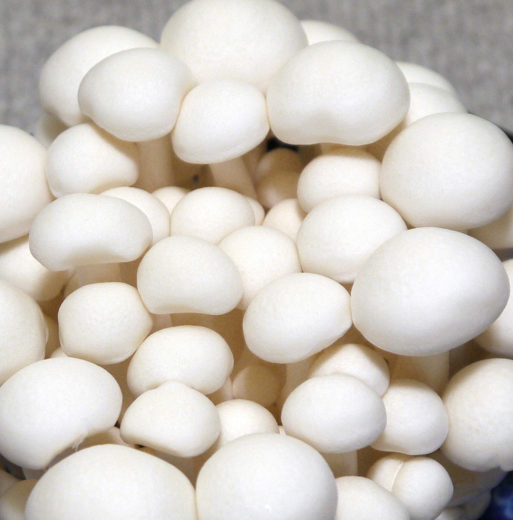 versatile mushrooms for culinary use