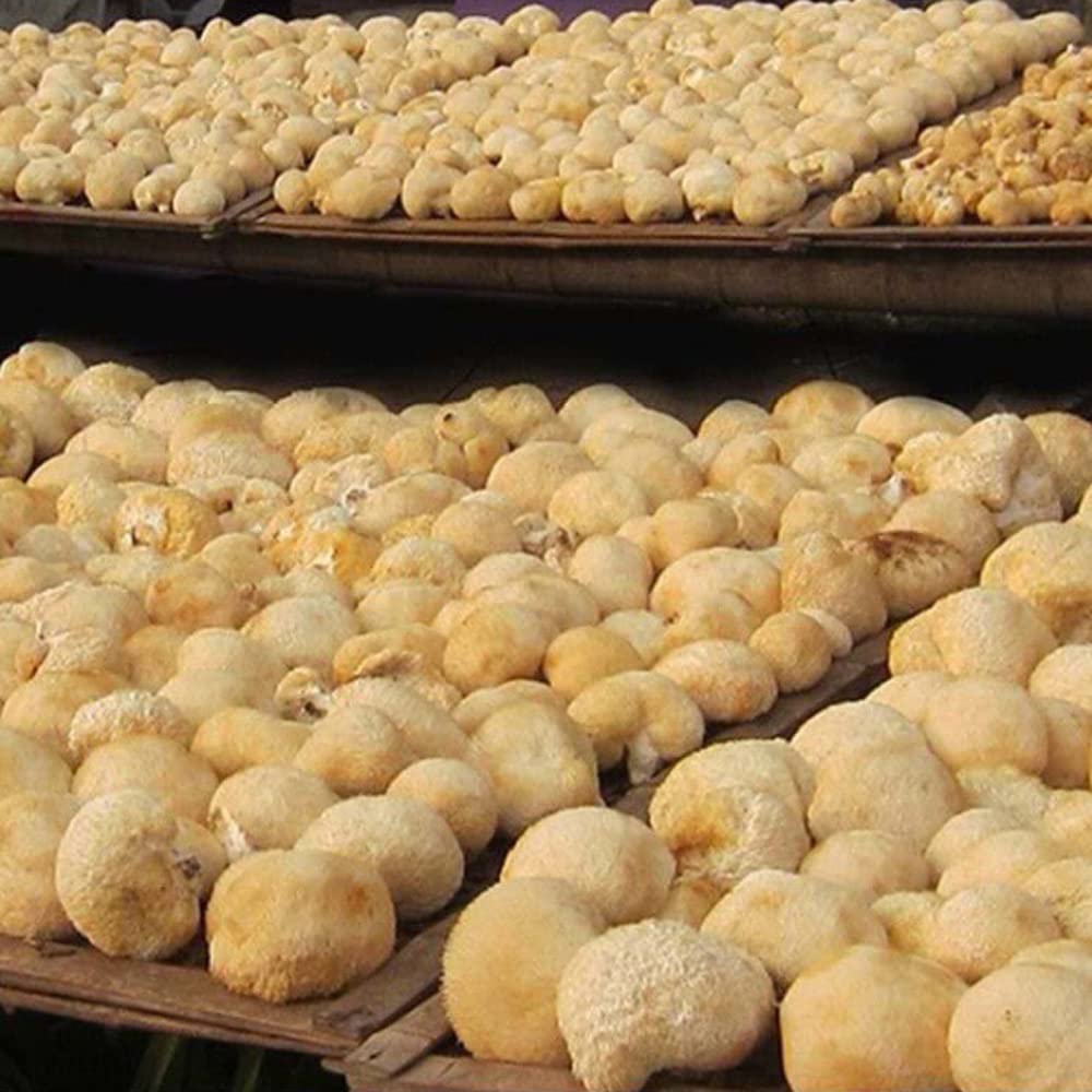 versatile mushrooms for gourmet dishes