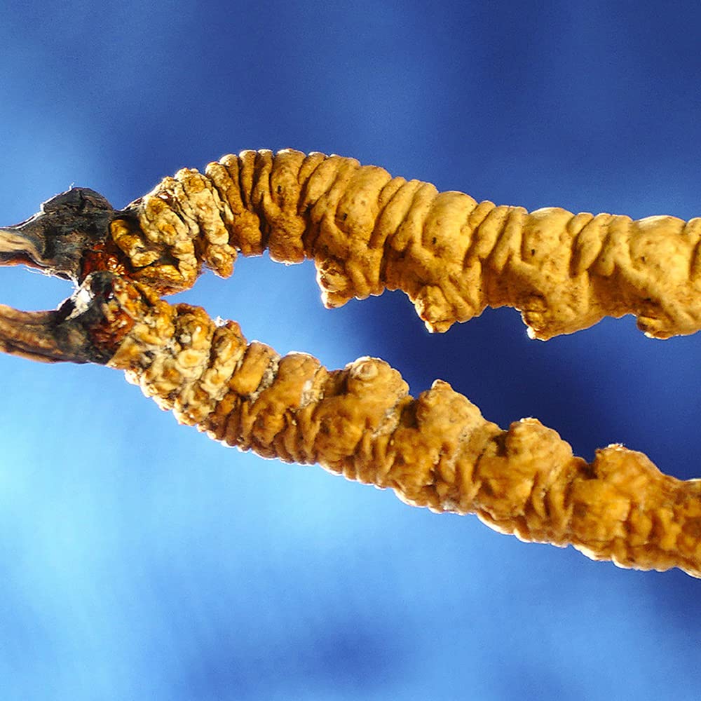 versatile mushrooms for health-conscious cooking