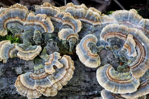 versatile mushrooms for herbal supplements