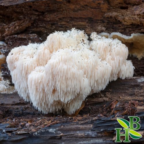 versatile mushrooms for tea recipes