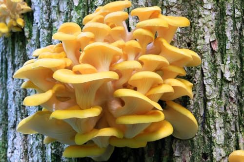 Versatile mushrooms for various dishes