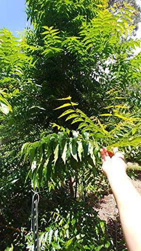 versatile neem leaves for beauty