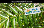 versatile neem leaves for gardening