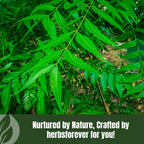 Versatile Neem Powder for natural remedies