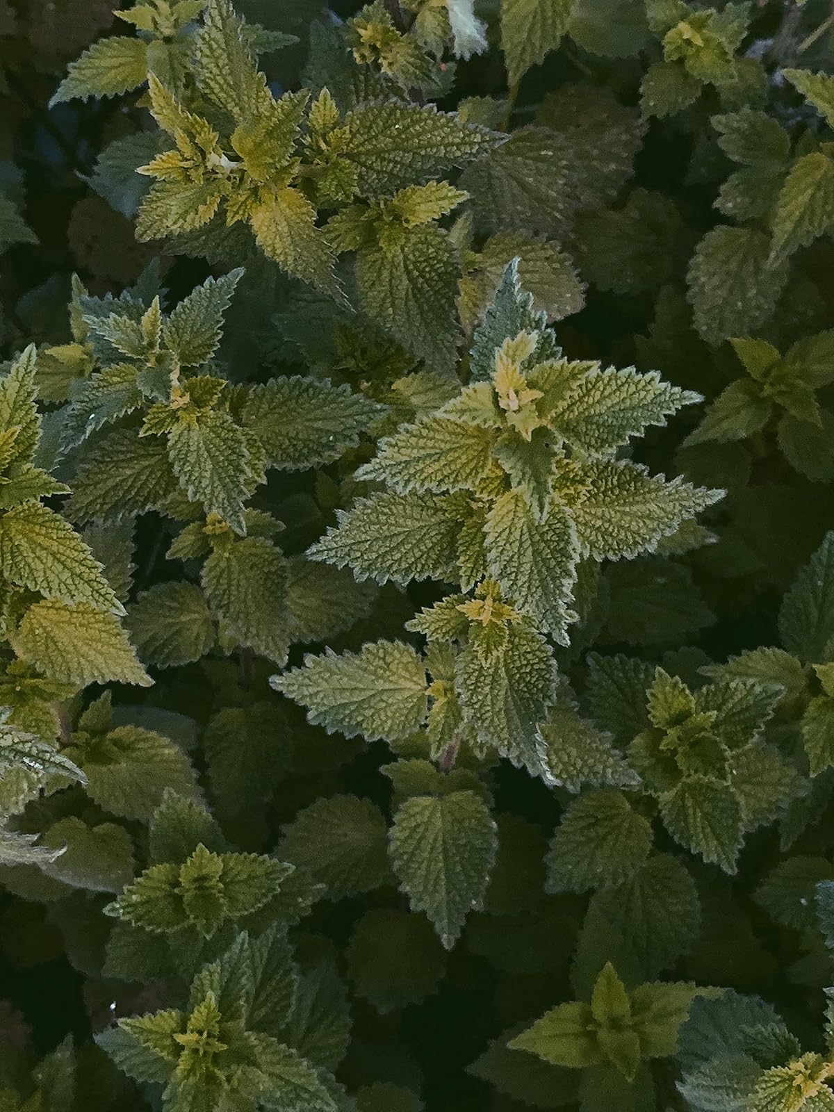 versatile nettle seeds for cooking