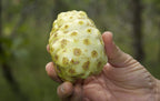 versatile Noni powder for smoothies