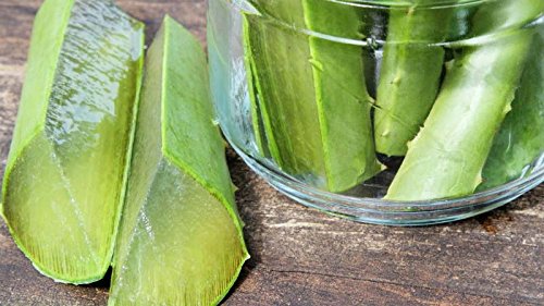 versatile organic aloe vera uses