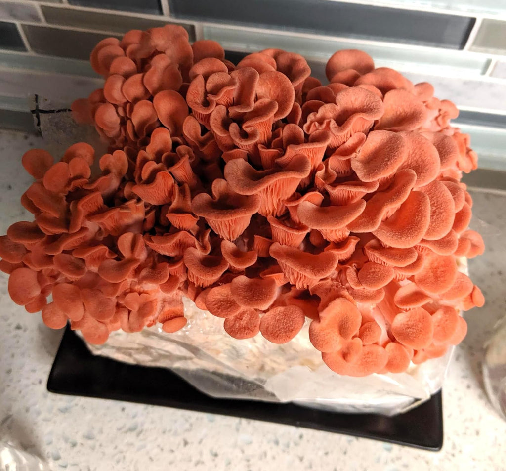 Versatile Pink Oyster liquid culture