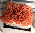 Versatile Pink Oyster liquid culture