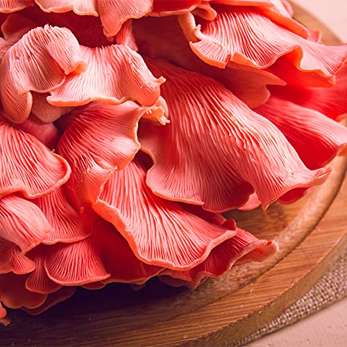 Versatile pink oyster mushroom for cooking