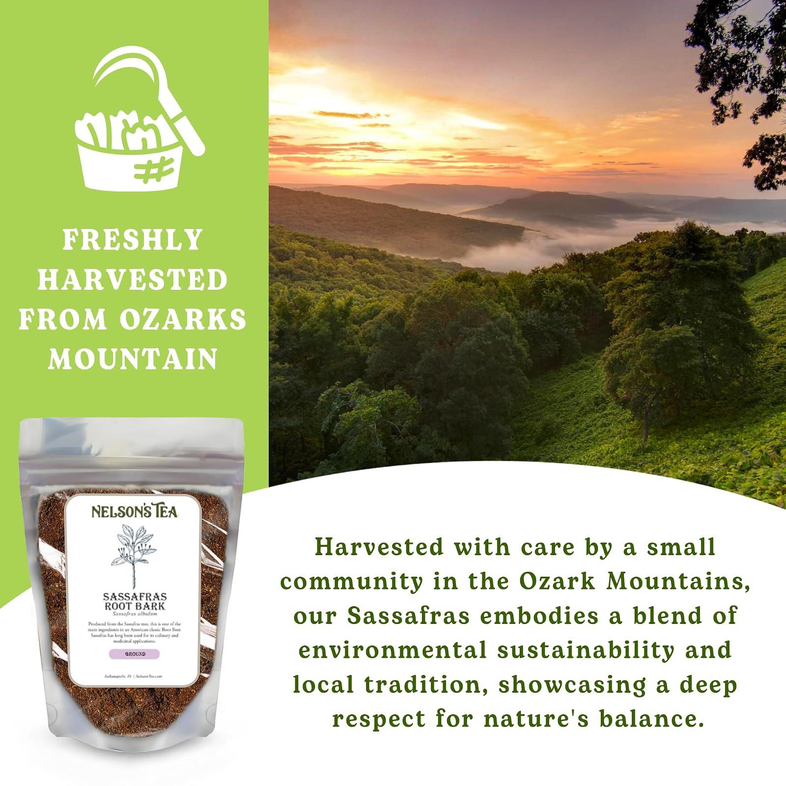 versatile sassafras root for brewing