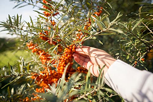 Versatile sea buckthorn powder for recipes