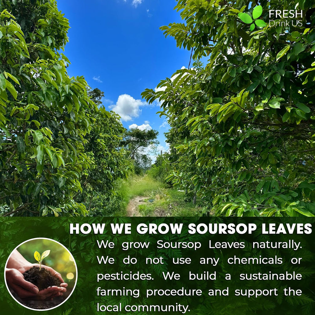 versatile soursop leaves for tea blends