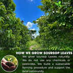 versatile soursop leaves for tea blends