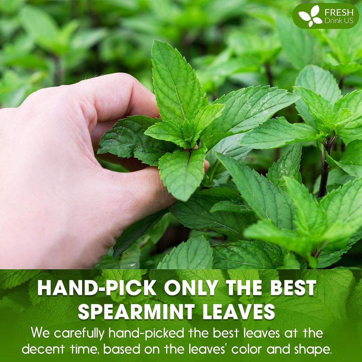 versatile spearmint powder for recipes