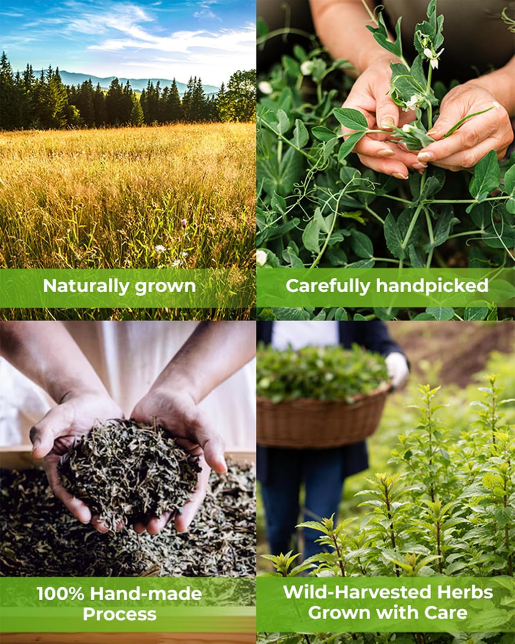 versatile stevia leaves for beverages