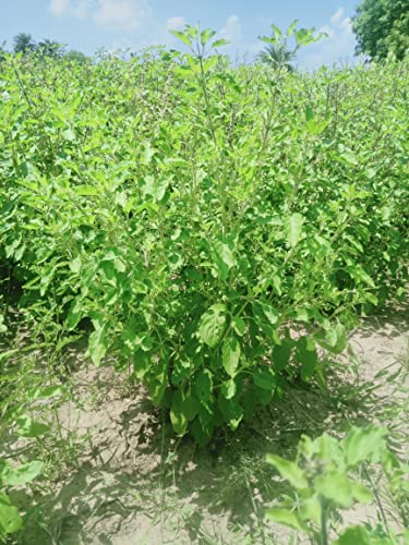 Versatile Tulsi powder for recipes