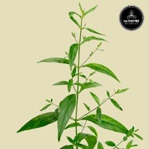 versatile use of andrographis in recipes